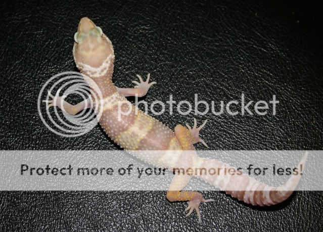 NW England - Beautiful Female Leopard Geckos. | Reptile Forums