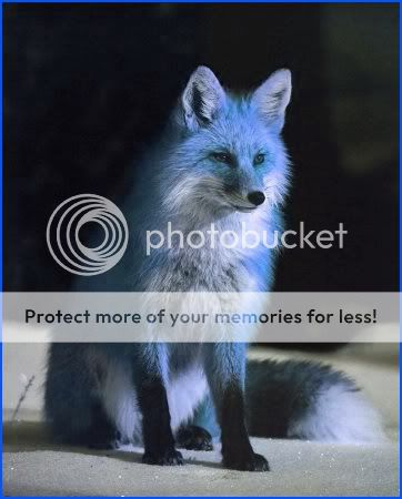 View topic - Expirements (New, and accepting!) - Chicken Smoothie