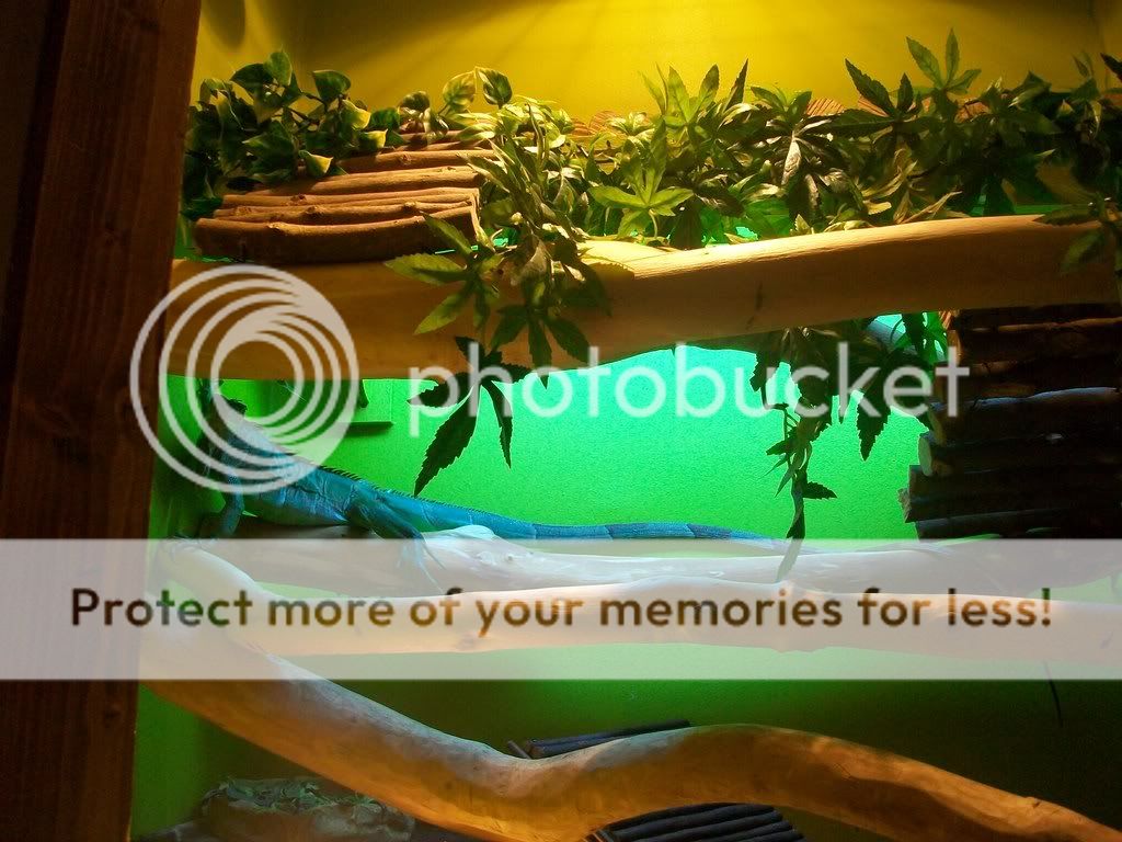 my iggys custom viv | Reptile Forums