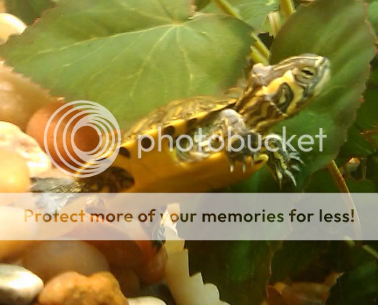 Redearslider.com :: View topic - Bump on top of turtle neck